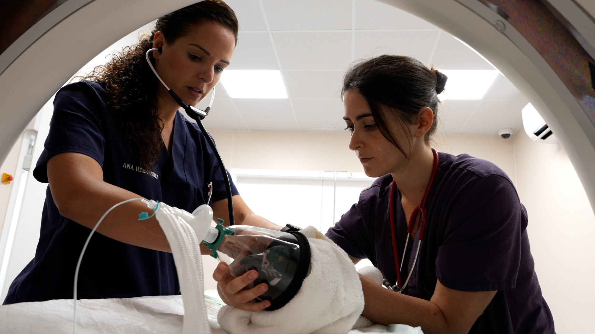 Loro Parque incorporates a CT scanner that will allow progress in ...