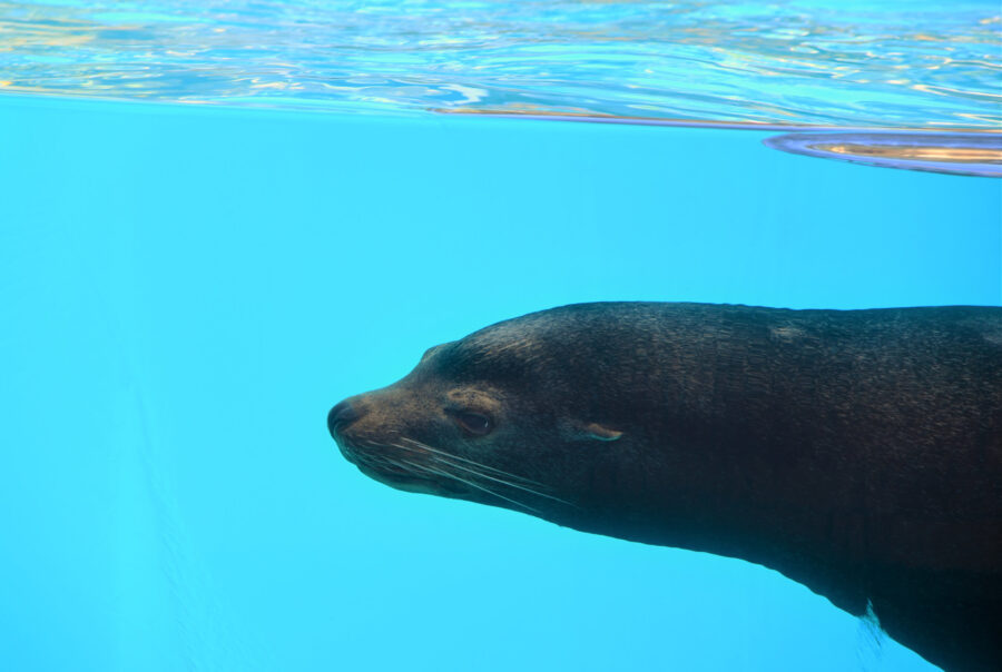 ¡Bienvenid@s a Loro Parque!