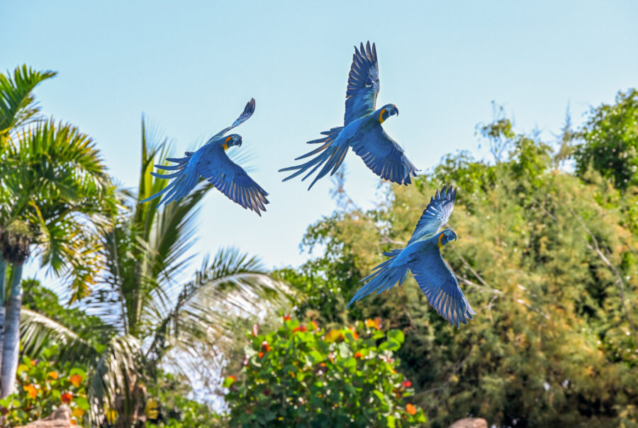 ¡Bienvenid@s a Loro Parque!