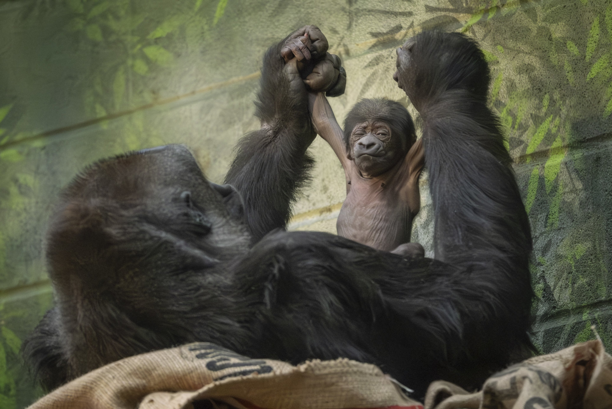 New hope for lowland gorillas: new baby born at London Zoo to a male ...