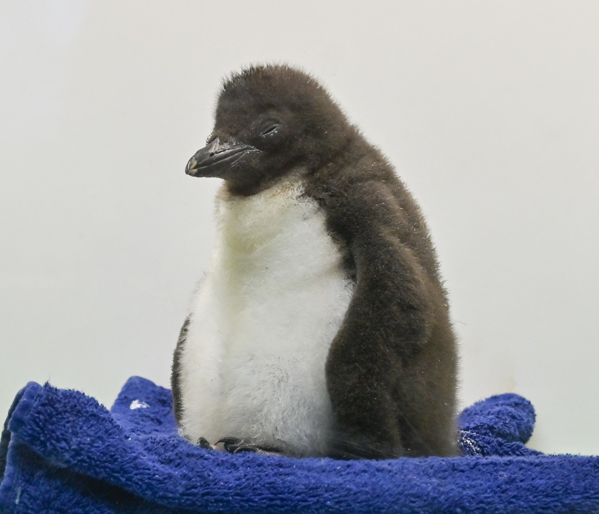 Six new penguins have been born in Loro Parque's antartic world • Loro ...