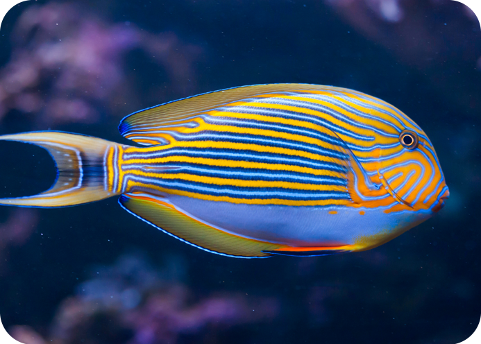 Acanthurus lineatus • Loro Parque