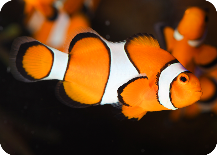 Amphiprion ocellaris • Loro Parque
