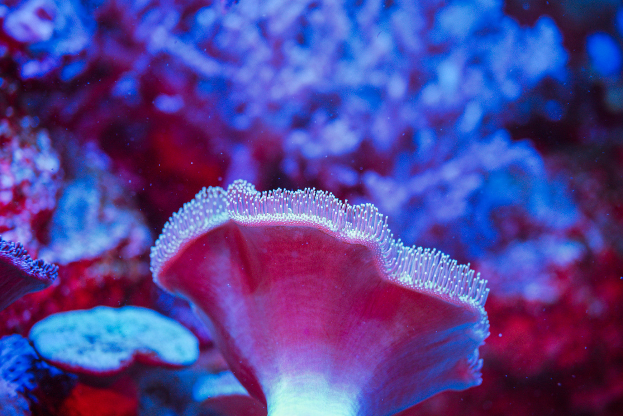 Loro Parque presents Coral Kingdom