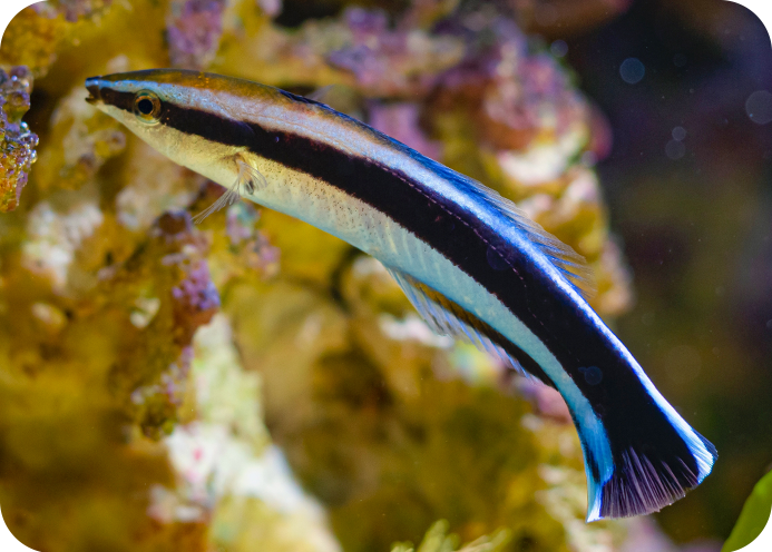 Labroides dimidiatus • Loro Parque