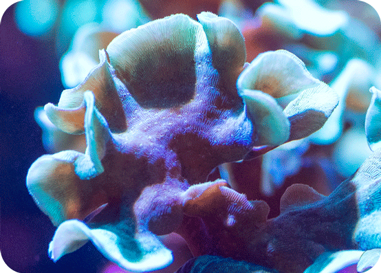 Pavona-cactus • Loro Parque