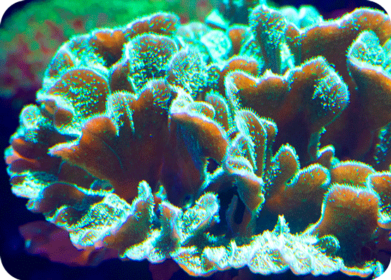 Pavona-decussata • Loro Parque