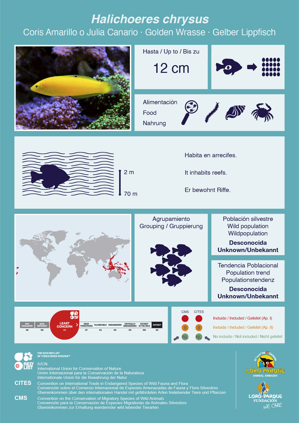 Halichoeres chrysus • Loro Parque