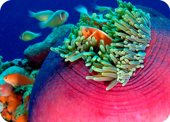 Heteractis-magnifica • Loro Parque