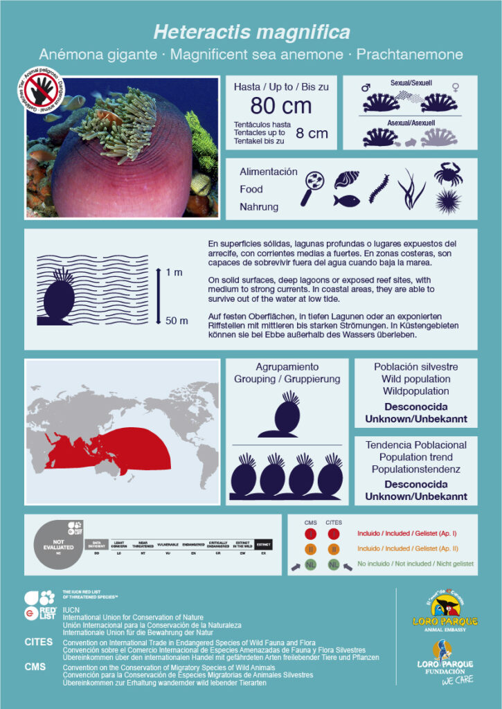 Heteractis-magnifica • Loro Parque