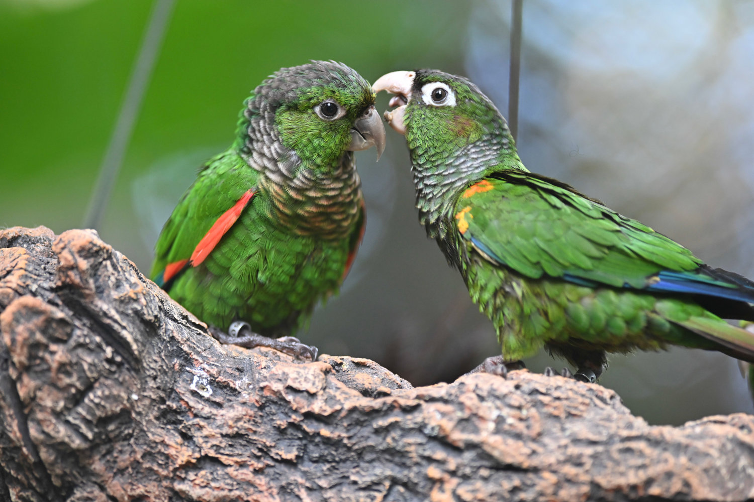 El vuelo de las Pyrrhuras en el nuevo aviario inmersivo de Loro Parque ...