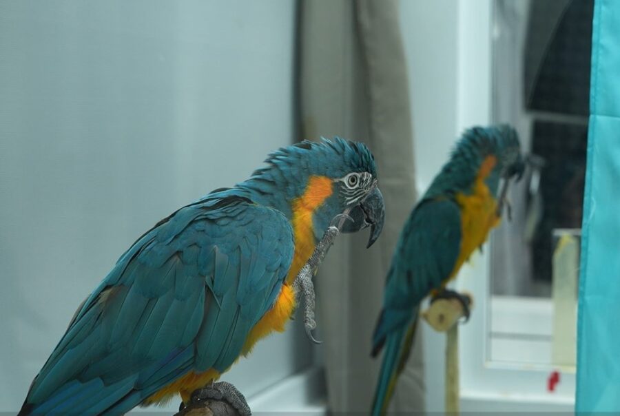 ¡Bienvenid@s a Loro Parque!