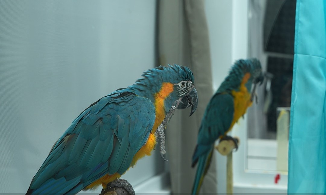 Loro Parque Fundación collaborates in a study that reveals parrots ...
