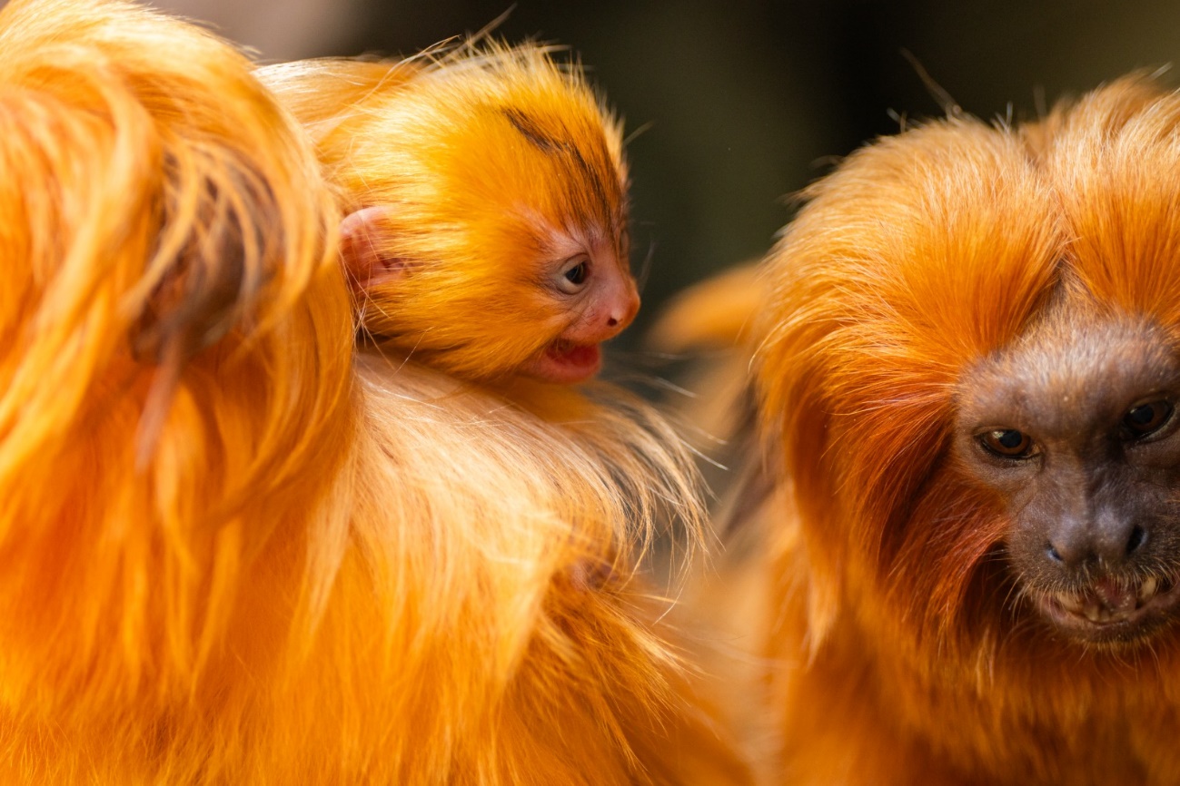 Historic birth of golden lion tamarins in Loro Parque reinforces ...