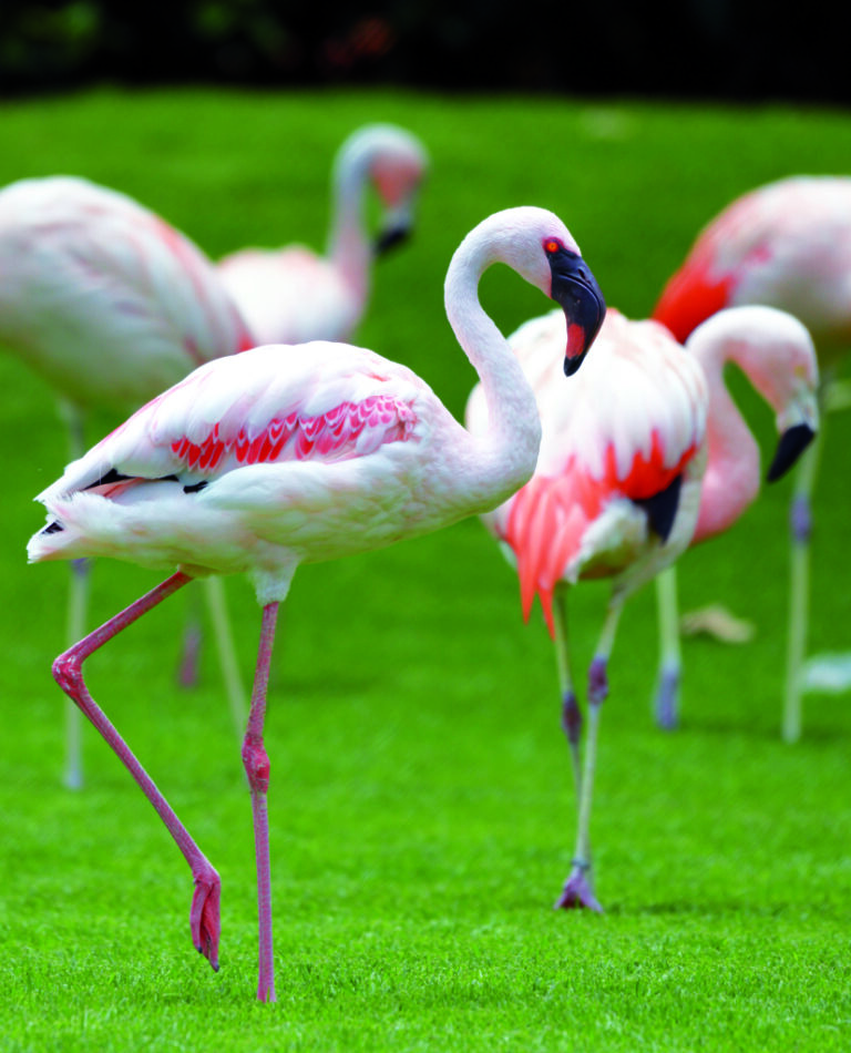 Flamingos: beauty, species and habitat | Loro Parque