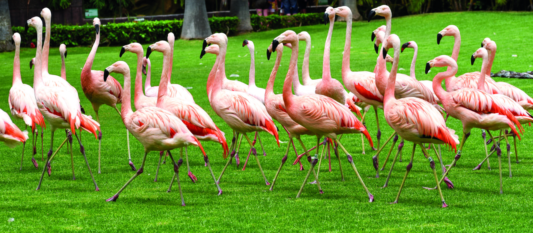 Flamingos: beauty, species and habitat | Loro Parque