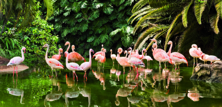 Flamingos: beauty, species and habitat | Loro Parque