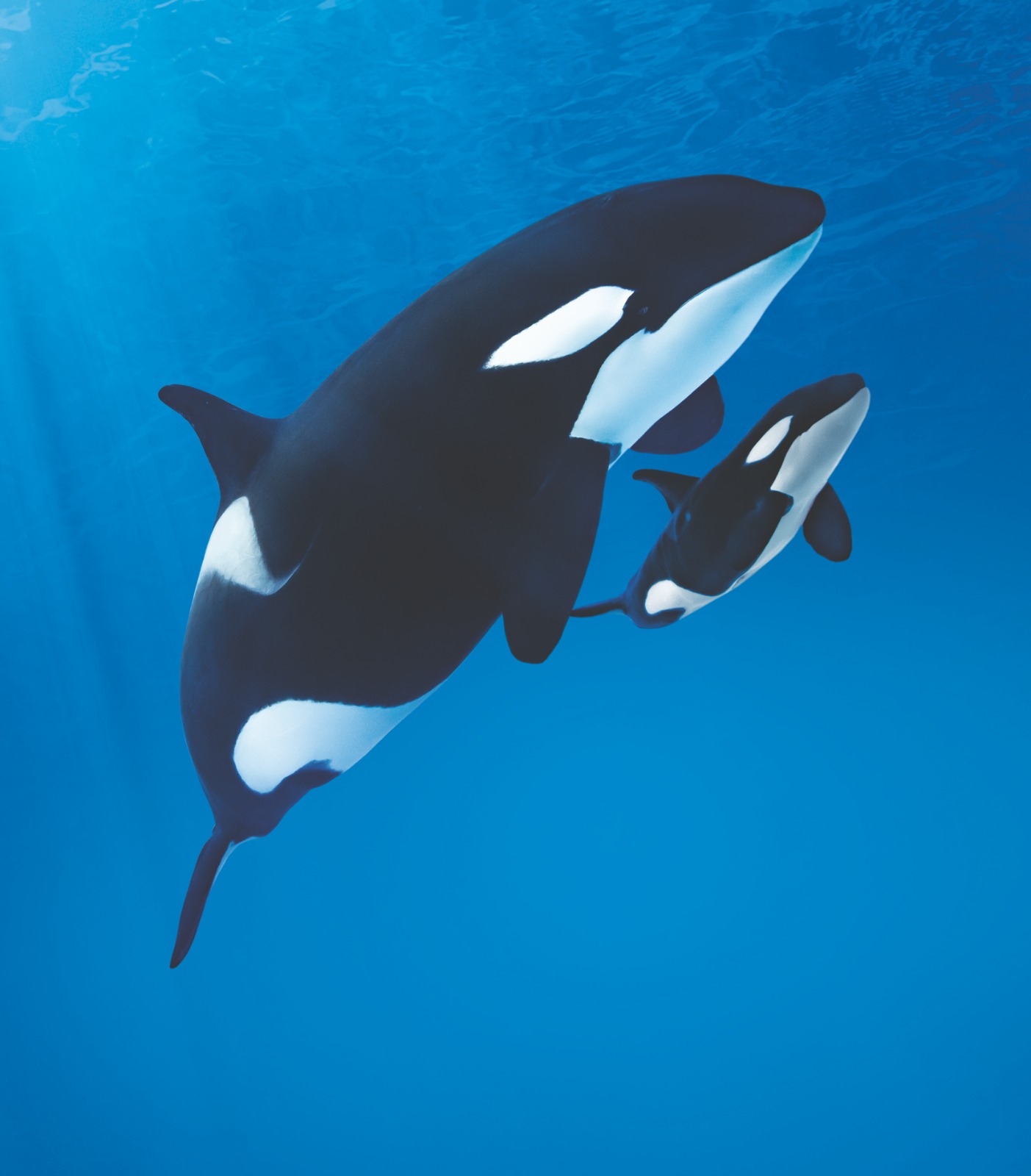 La cría de orca de Loro Parque ya tiene nombre: Teno