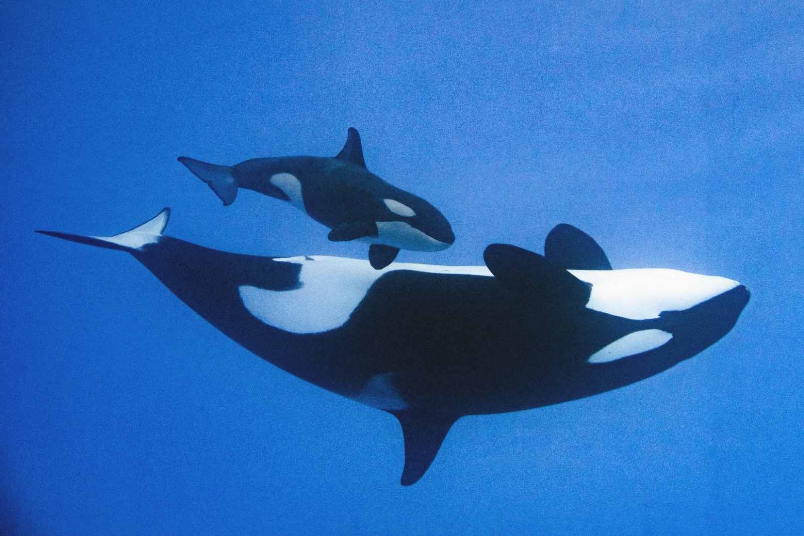 More than 7,000 internet users choose ‘Teno’ as the name for Morgan's ...