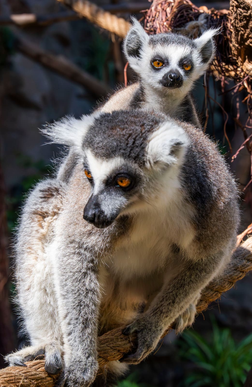 Loro Parque achieves the birth of three ring-tailed lemurs, an ...