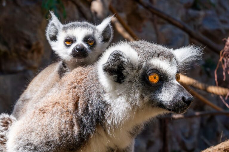 Loro Parque achieves the birth of three ring-tailed lemurs, an ...