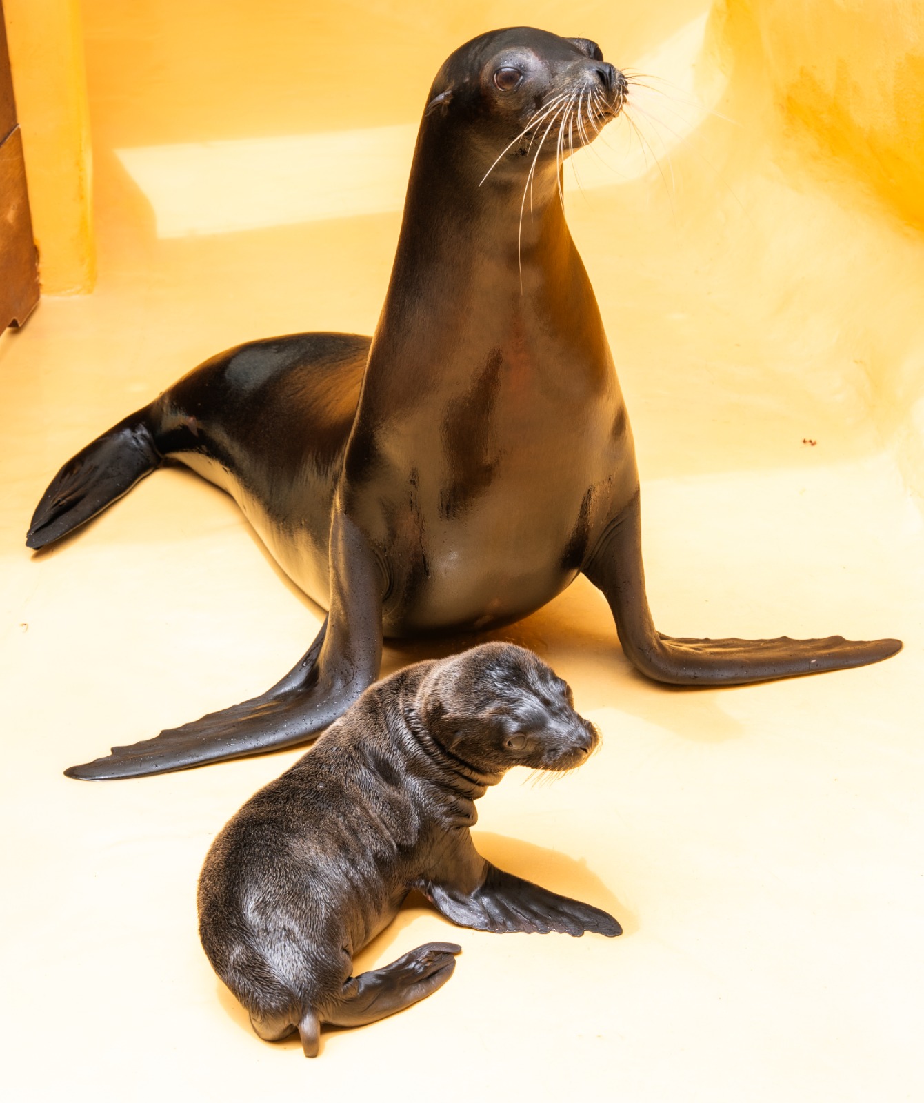 More than 9,000 internet users choose “Ozzy” as the name for the baby ...