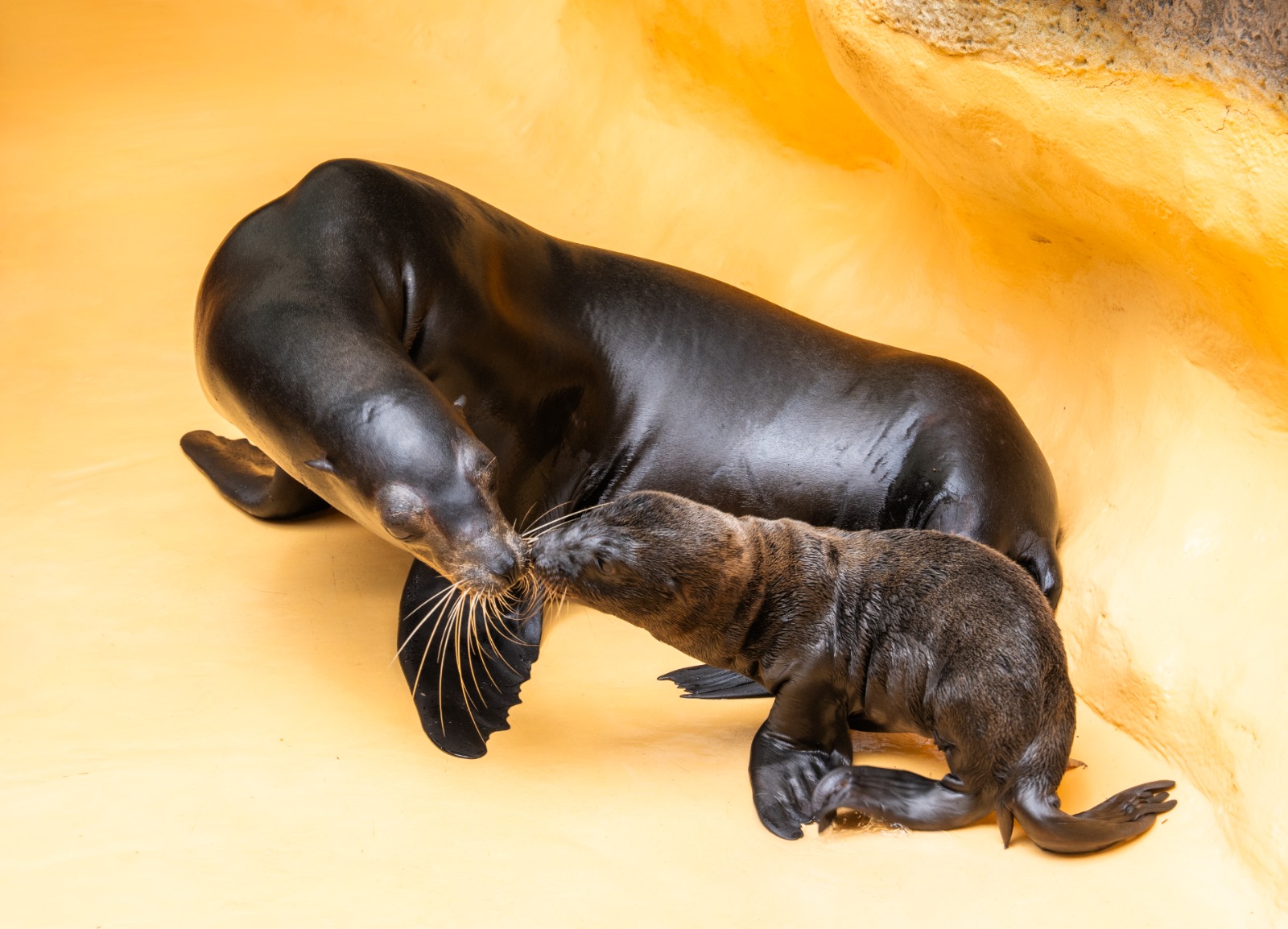 Loro Parque consolidates its position as a reference in sea lion ...