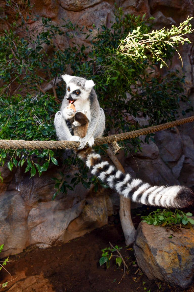 Ring-tailed Lemurs: conservation and biodiversity in Madagascar