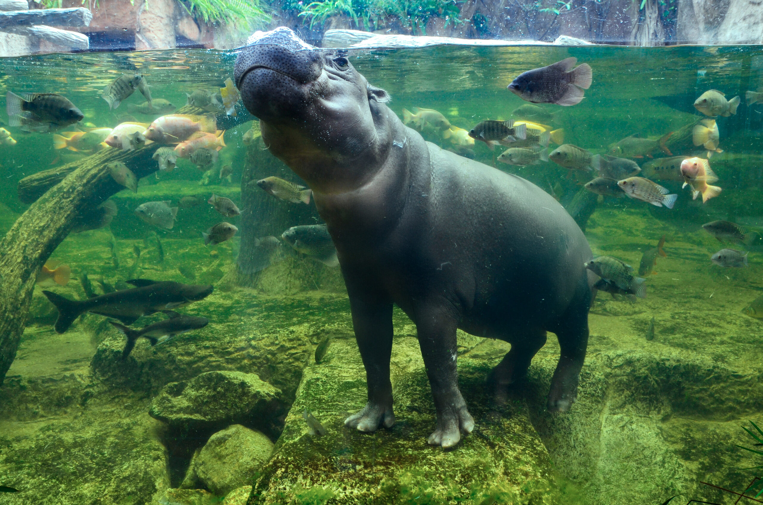 Hipopótamo Pigmeo — Ficha, comportamiento y conservación