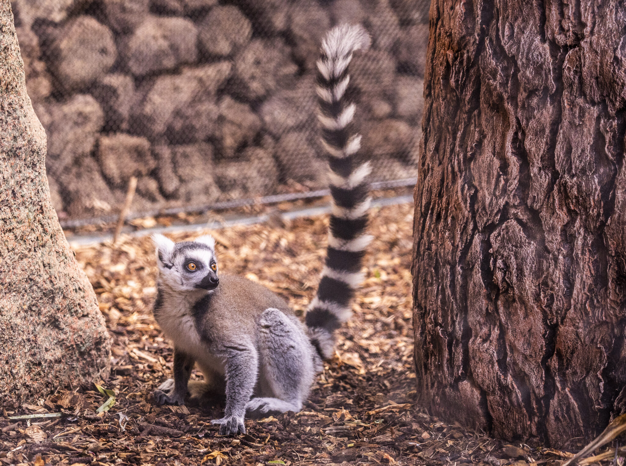 Ring-tailed Lemurs: conservation and biodiversity in Madagascar