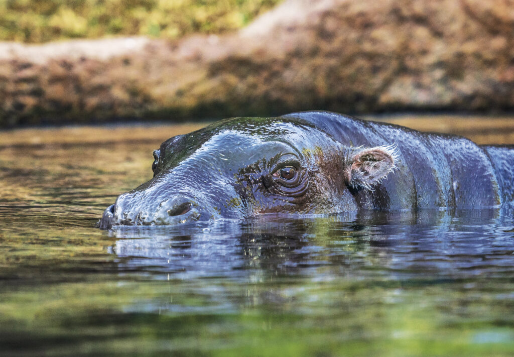 Hipopótamo Pigmeo — Ficha, comportamiento y conservación