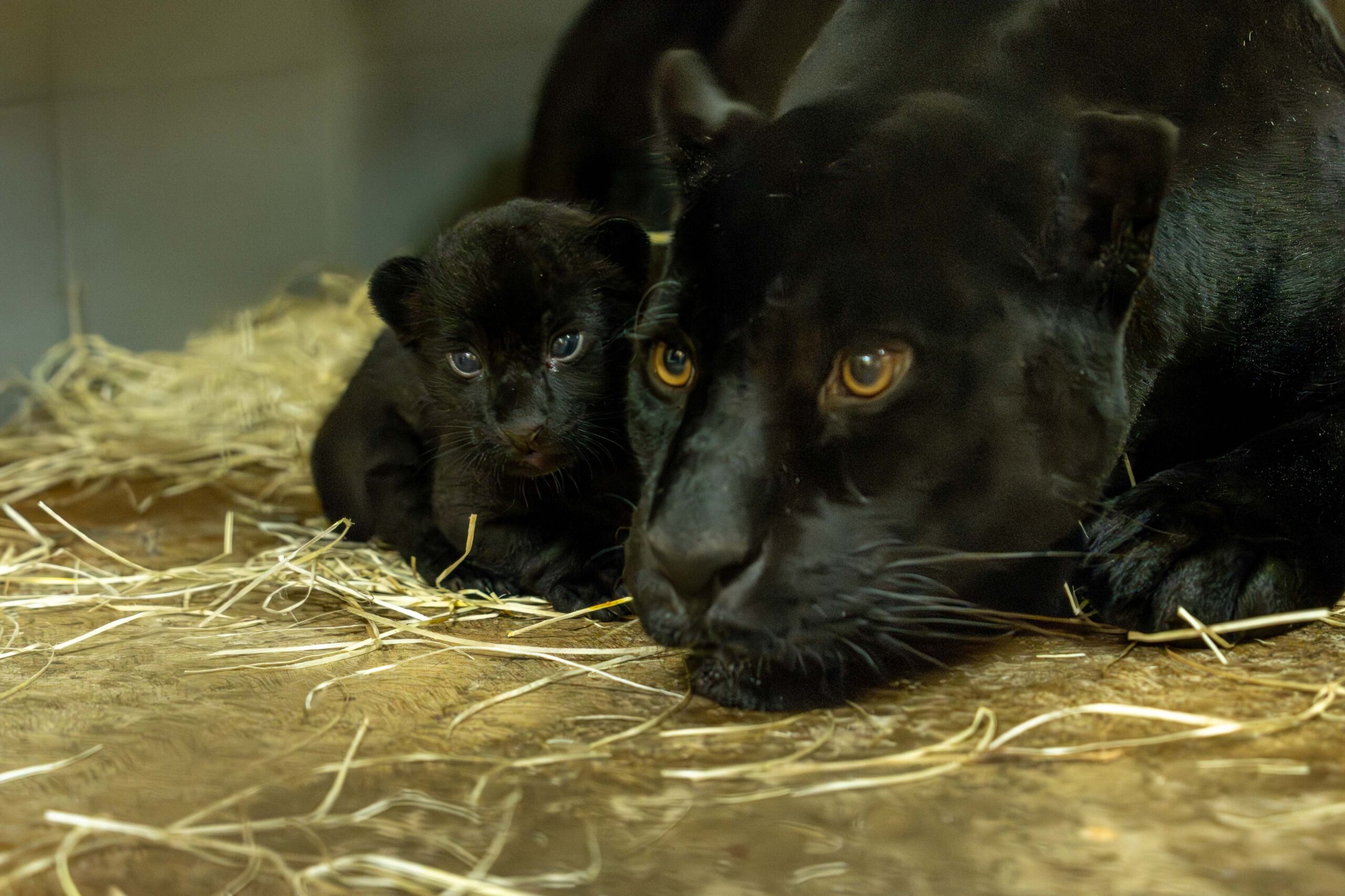 Loro Parque celebra el nacimiento excepcional de una cría de jaguar de ...